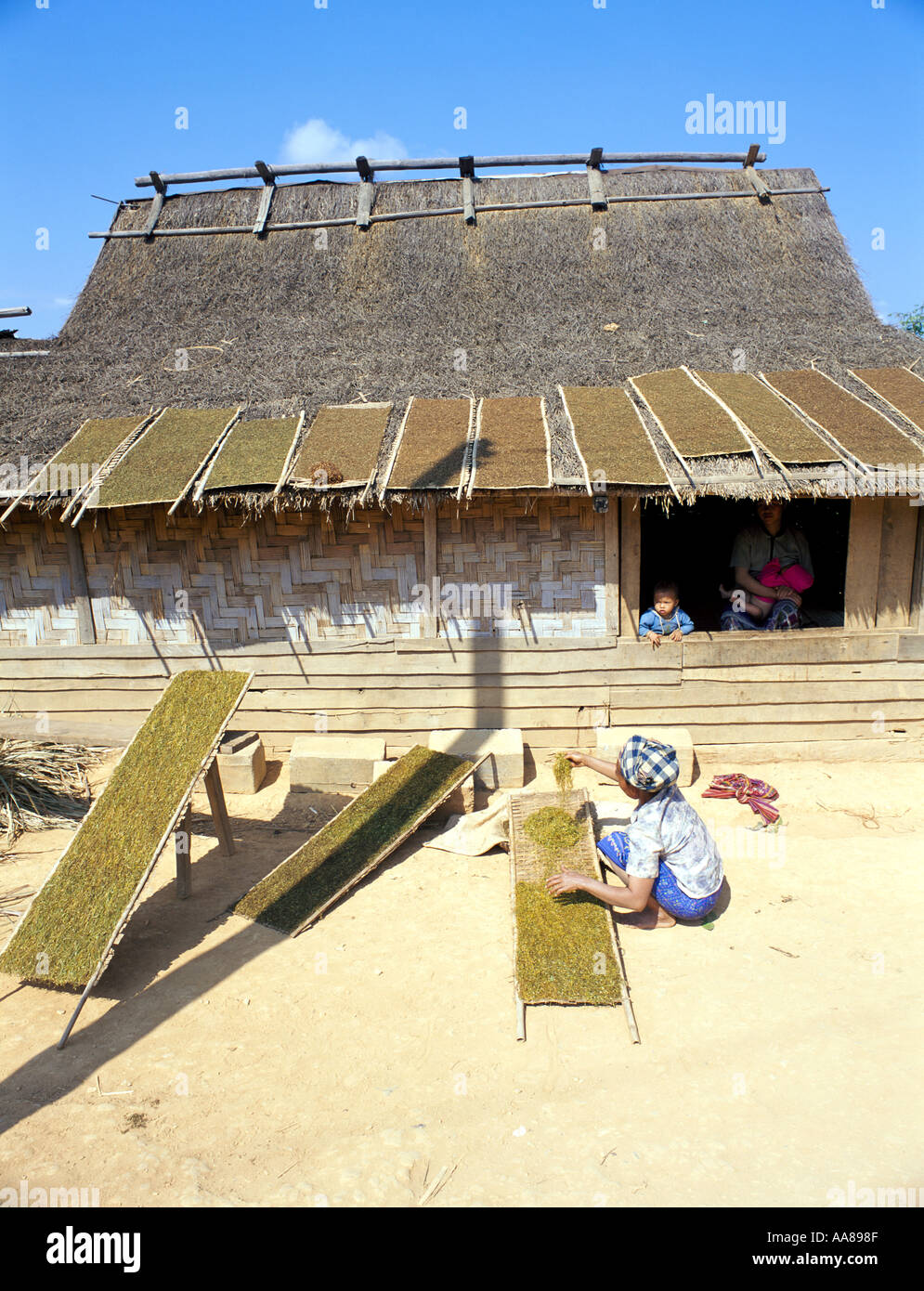 Drying Tobacco Luang Prabang Laos Stock Photo - Alamy