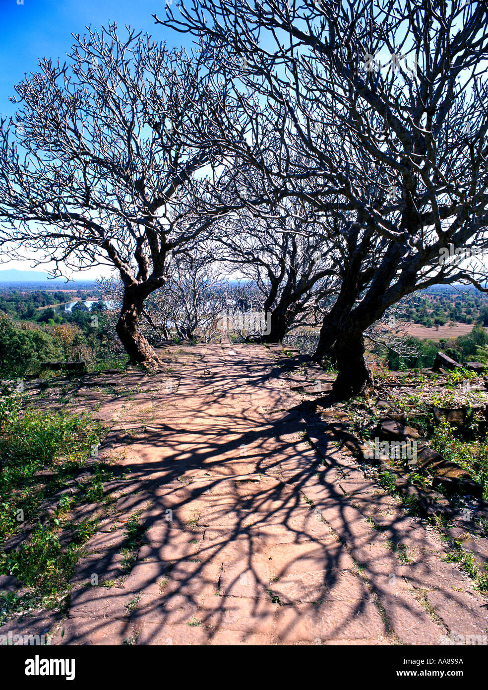 The plumeria is the national tree of laos hi-res stock photography and ...