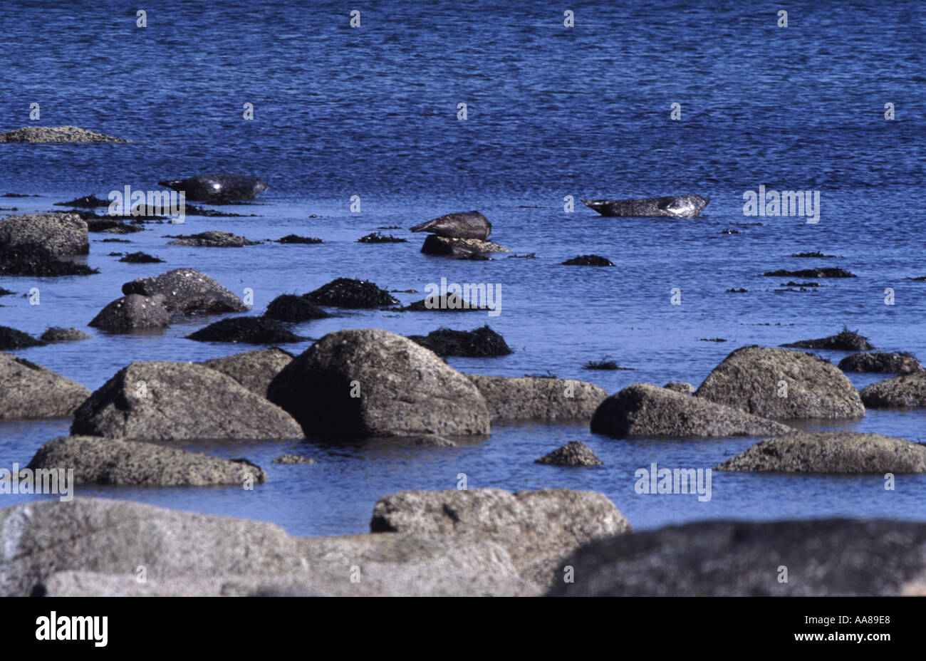 Island of Bute and its Common Seal colony Stock Photo - Alamy