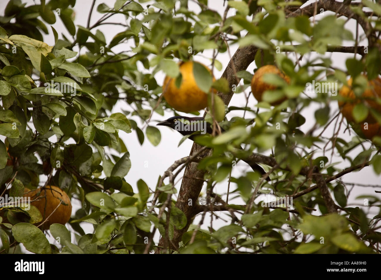 Images of orange tree fruit hi-res stock photography and images - Alamy