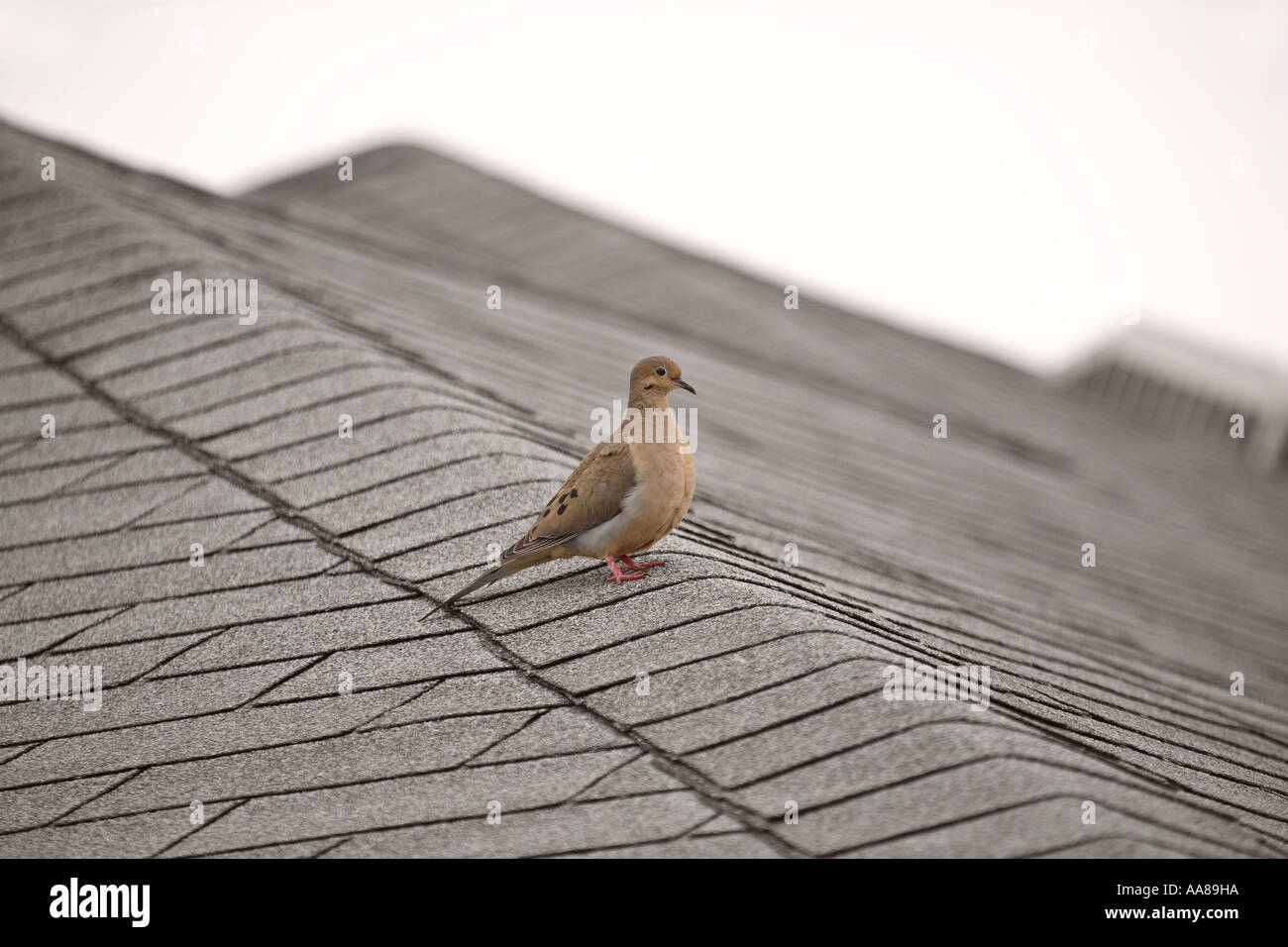 Doves florida hi-res stock photography and images - Alamy