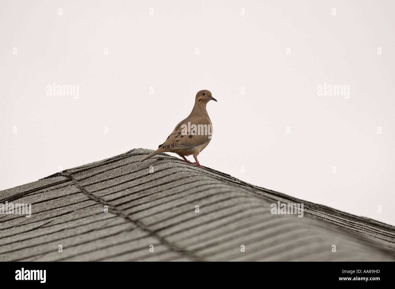 Mourning Dove in scenic Florida USA Stock Photo - Alamy