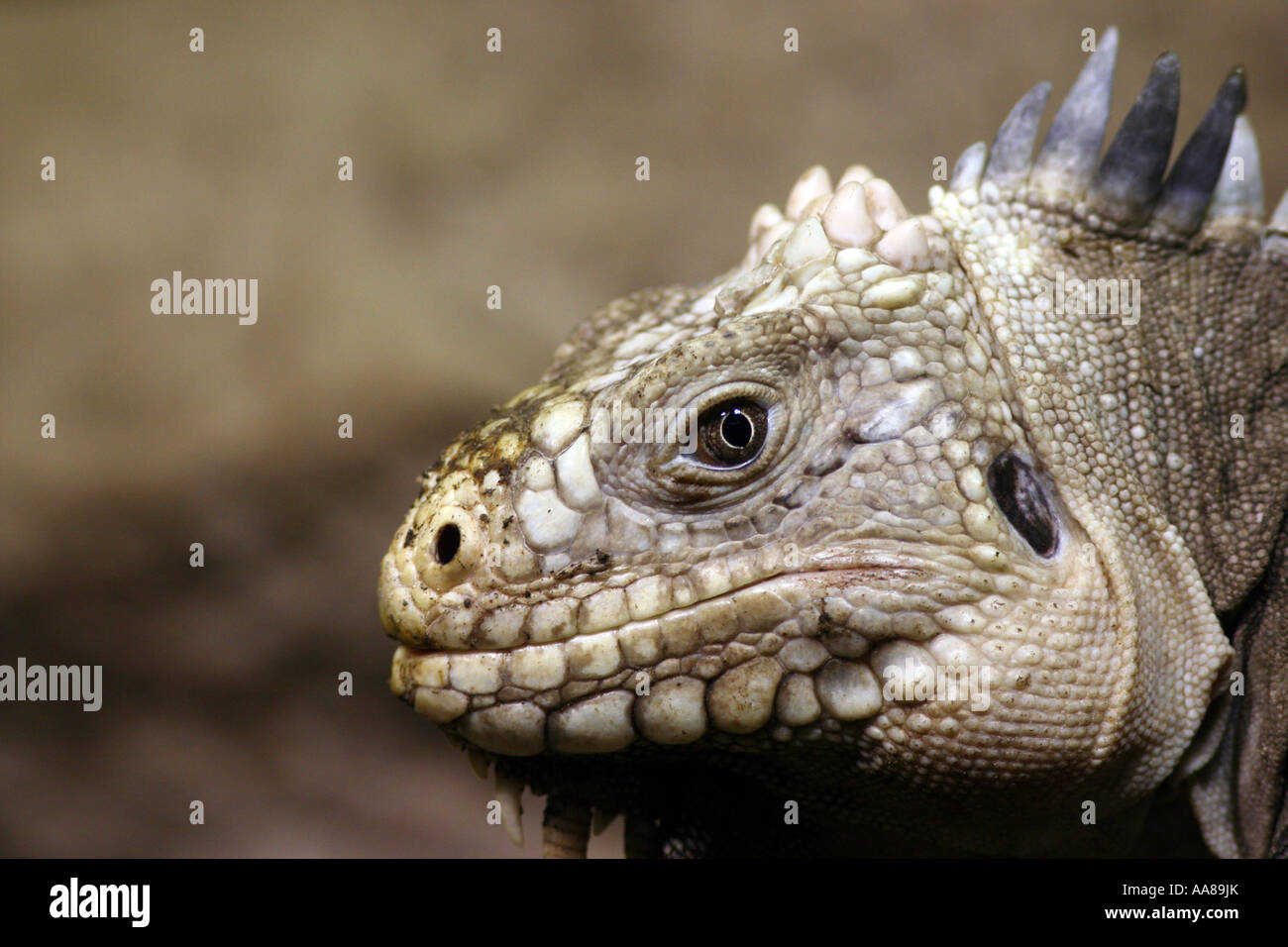 Lesser Antilles iguana Stock Photo - Alamy