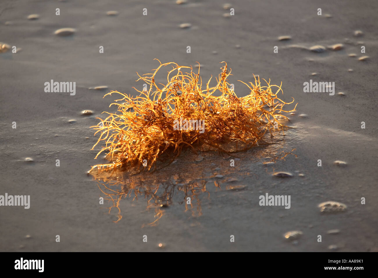 Seaweed on beach in scenic Florida USA Stock Photo - Alamy