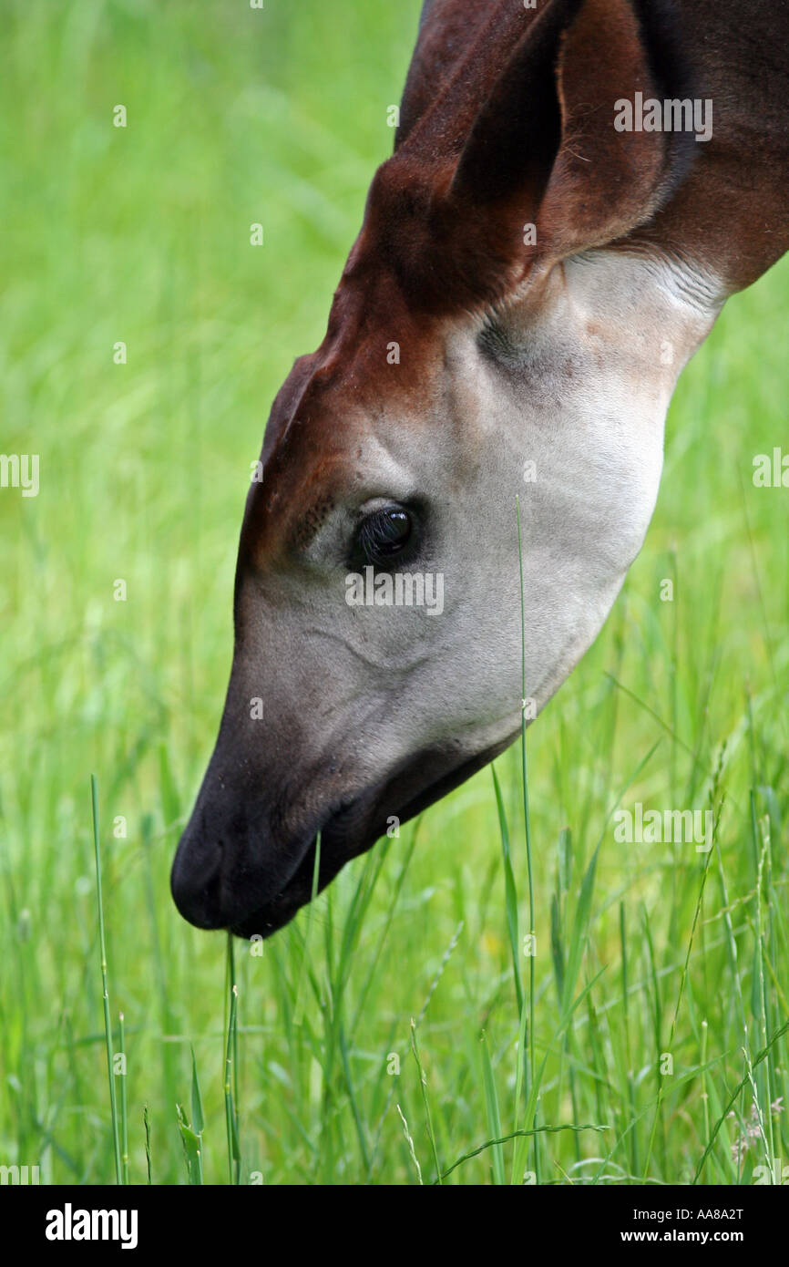 Rainforest okapi hi-res stock photography and images - Alamy