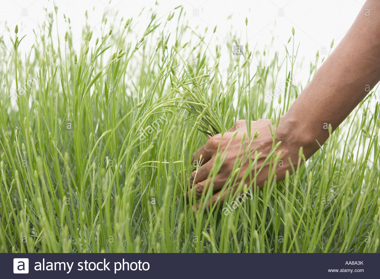 Bunch Grass Stock Photos & Bunch Grass Stock Images - Alamy