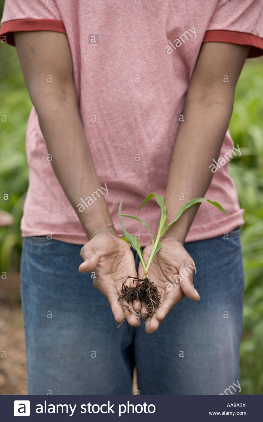 Man Root Stock Photos & Man Root Stock Images - Alamy