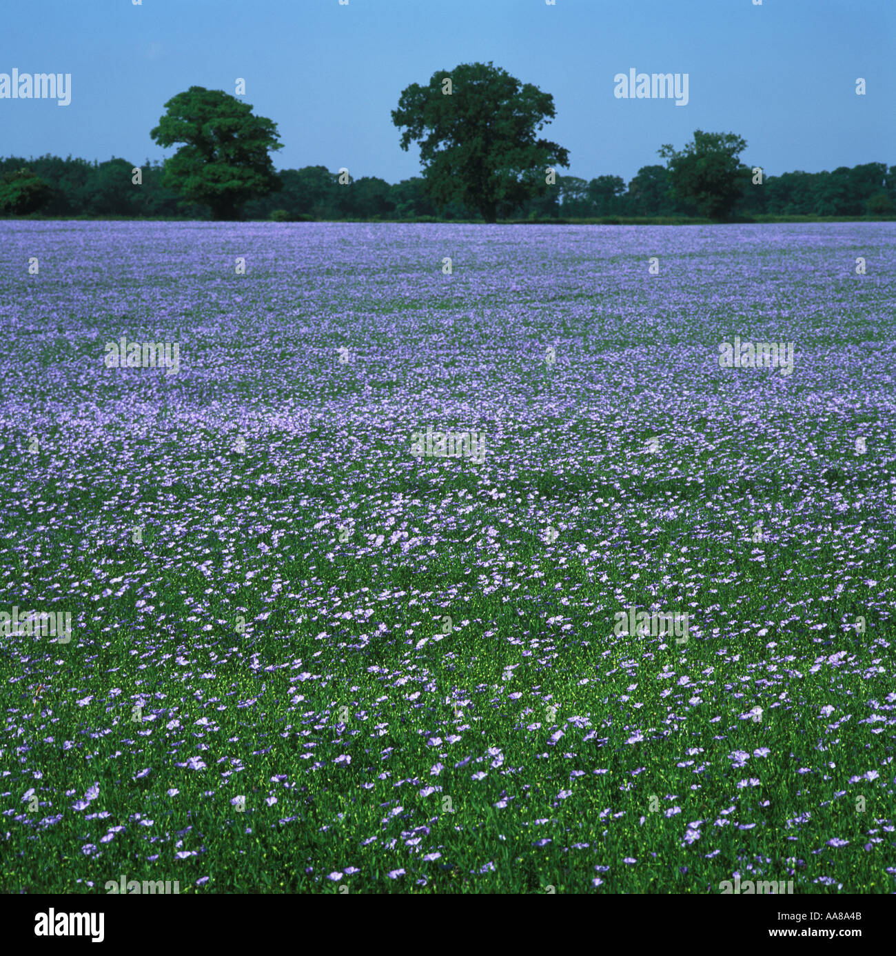 A crop of Flax from which Linseed oil and Linen are produced Stock ...