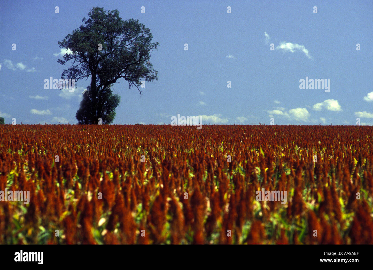sorghum field lone tree Stock Photo - Alamy