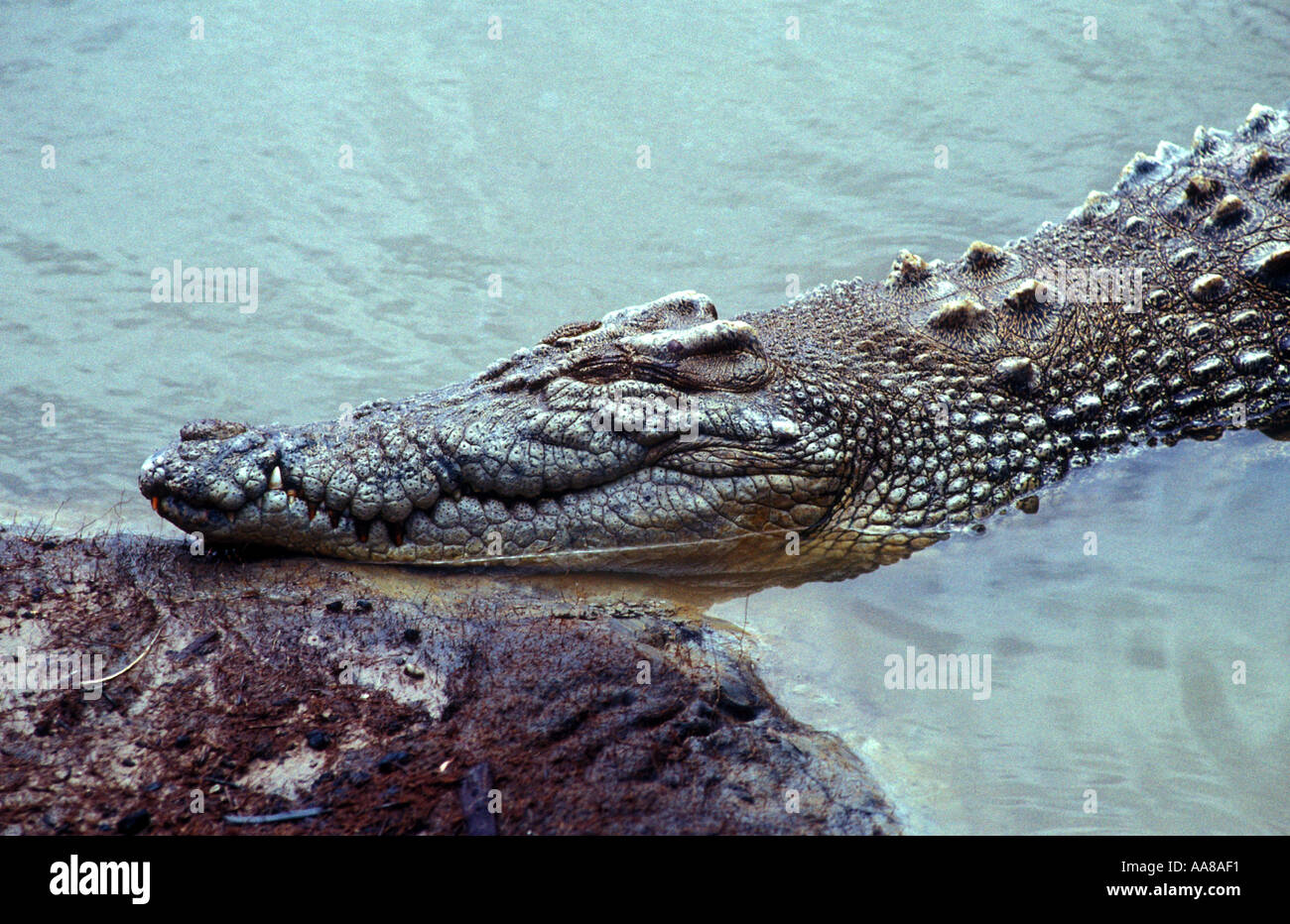 Old croc waiting Stock Photo - Alamy