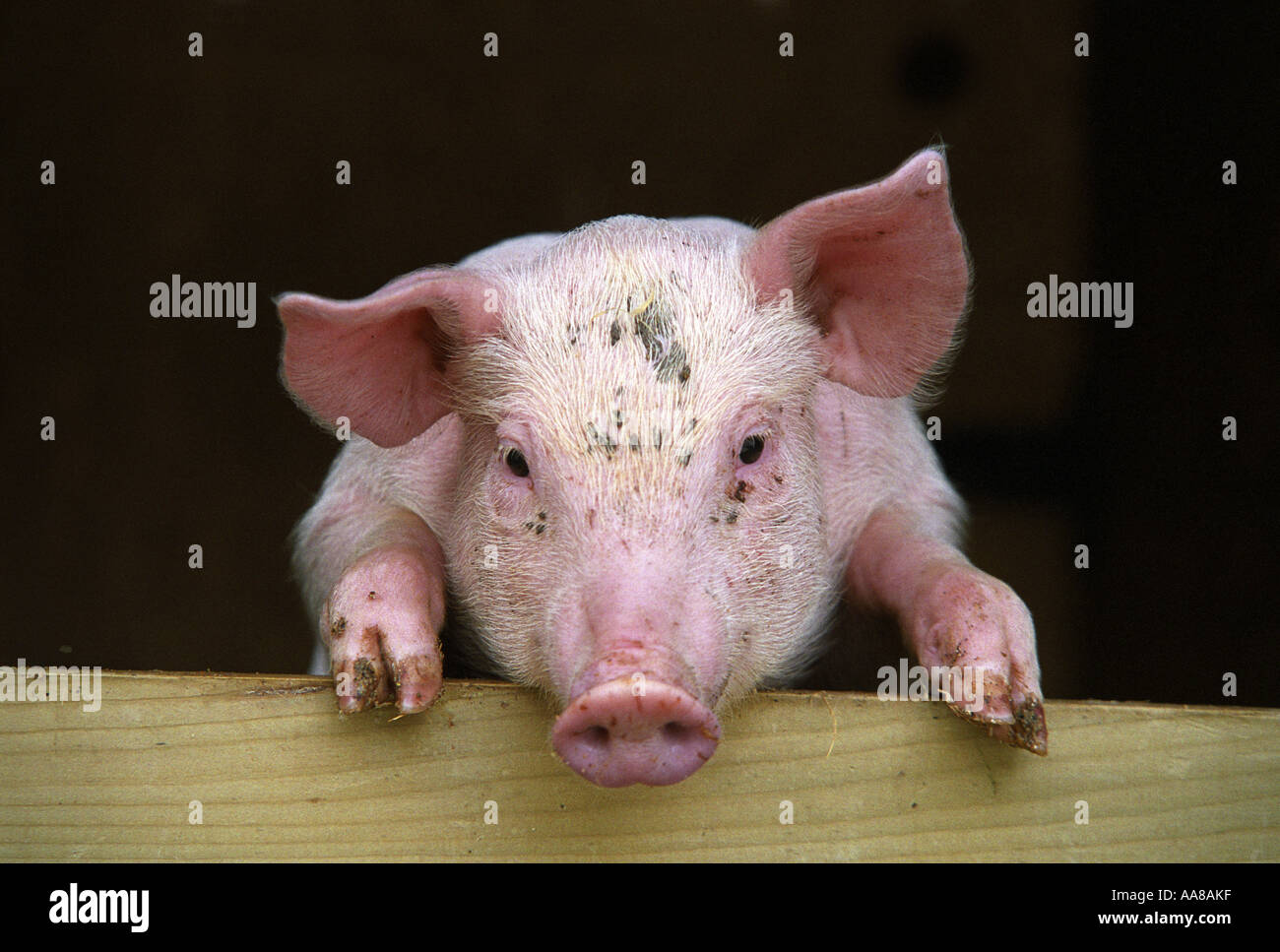 Pig on fence hi-res stock photography and images - Alamy