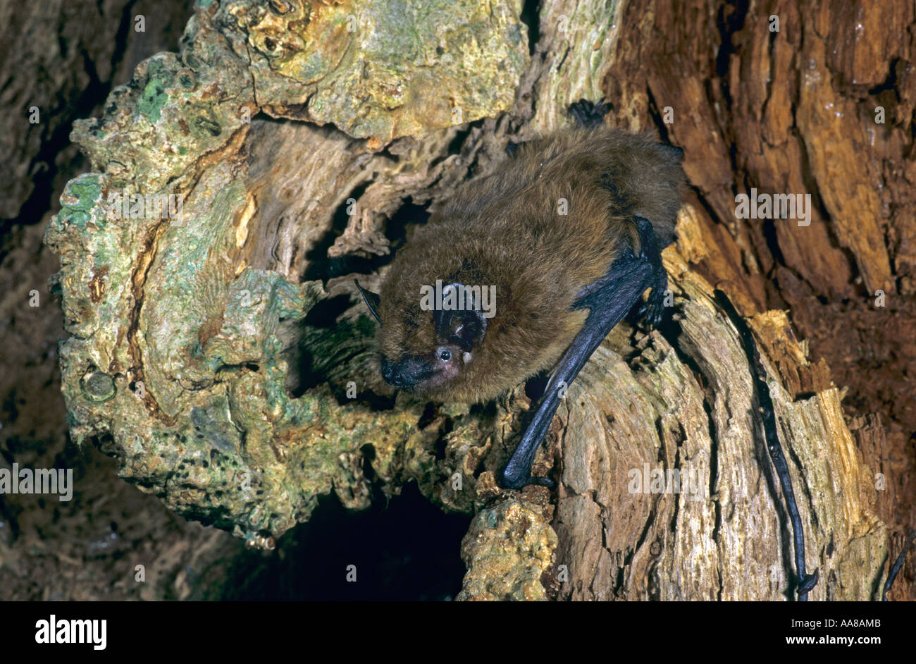 Pipistrelle bat Pipistrellus pipistrellus on log cornwall Stock Photo ...