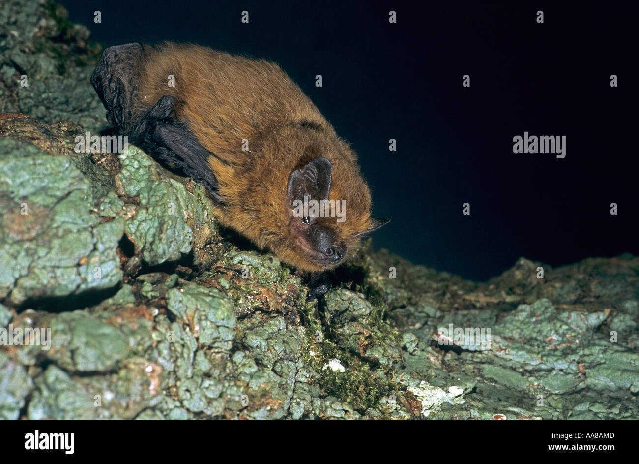 pipistrelle bat Pipistrellus pipistrellus on a log Cornwall Stock Photo ...