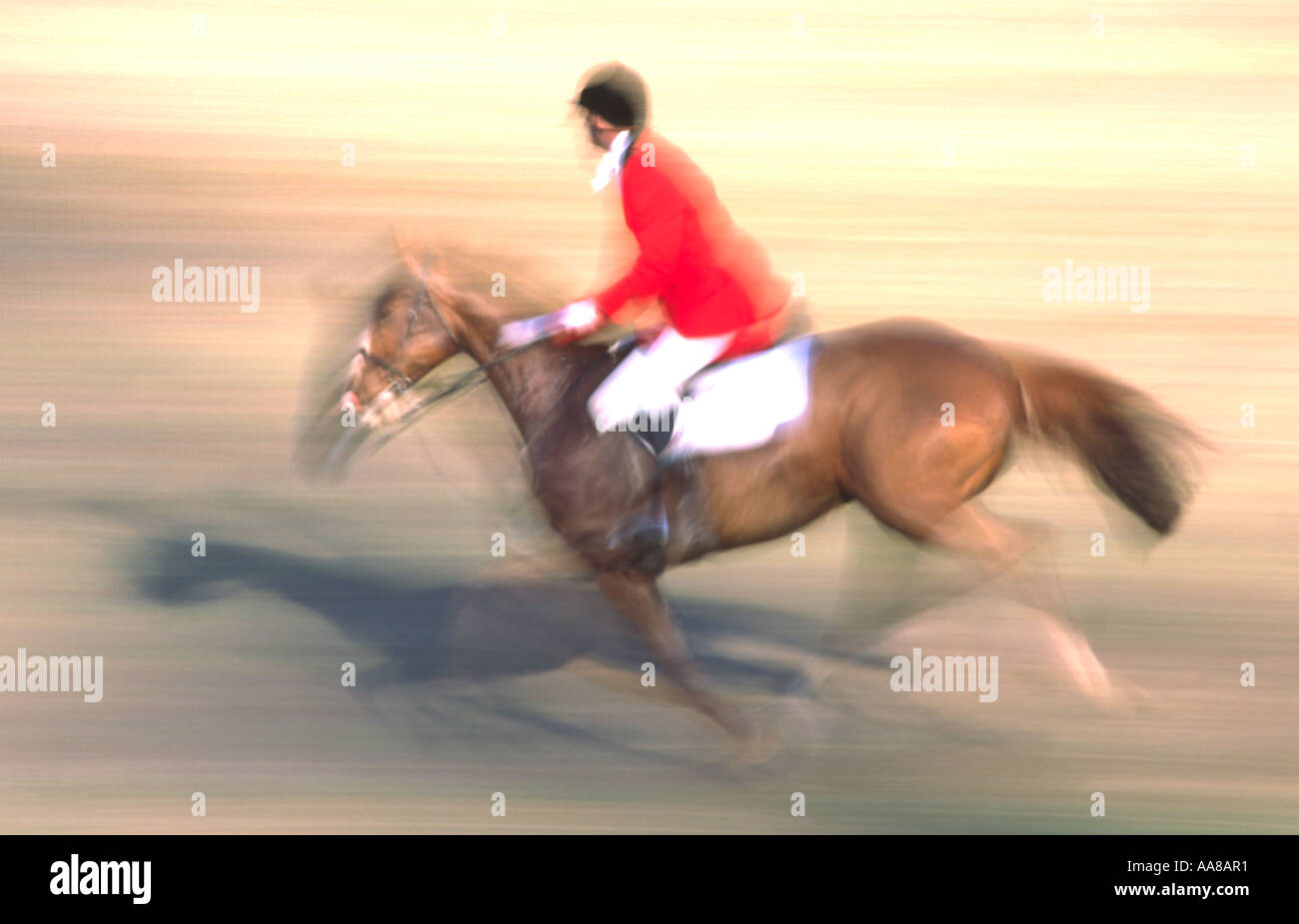 English fox hi-res stock photography and images - Alamy