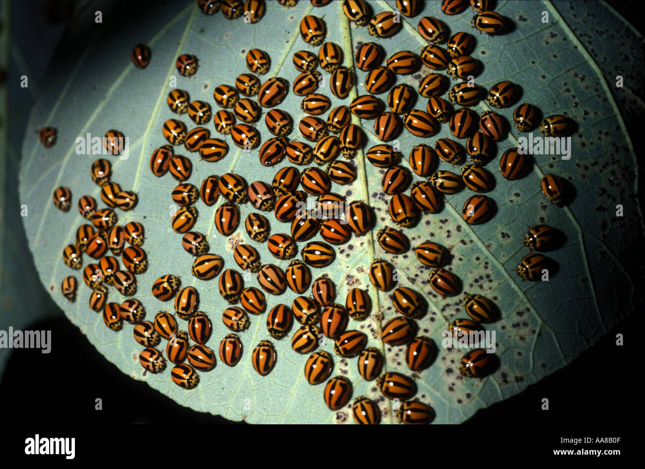 Cluster of ladybugs hi-res stock photography and images - Alamy