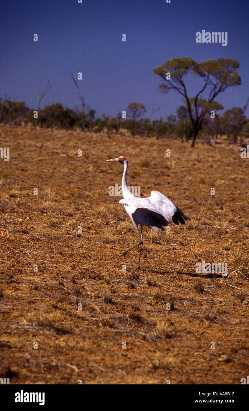 Brolga dancing hi-res stock photography and images - Alamy