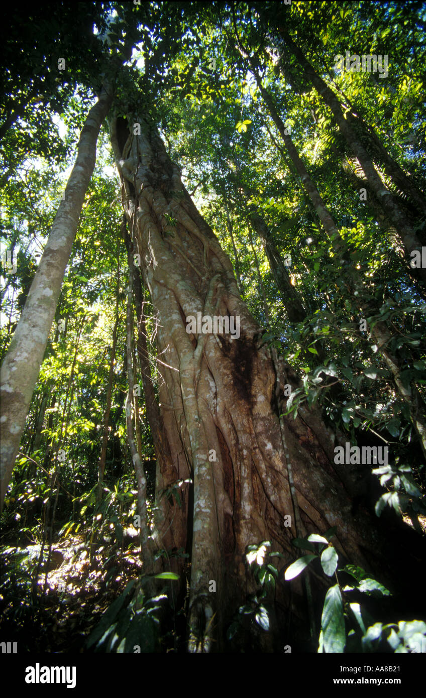 Rainforest tree buttressed trunk hi-res stock photography and images ...
