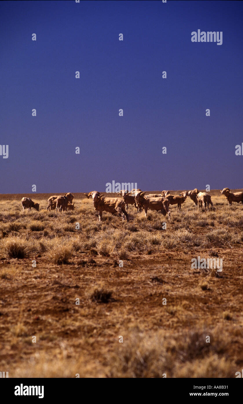 Sheep in drought affected paddock queensland australia Stock Photo - Alamy