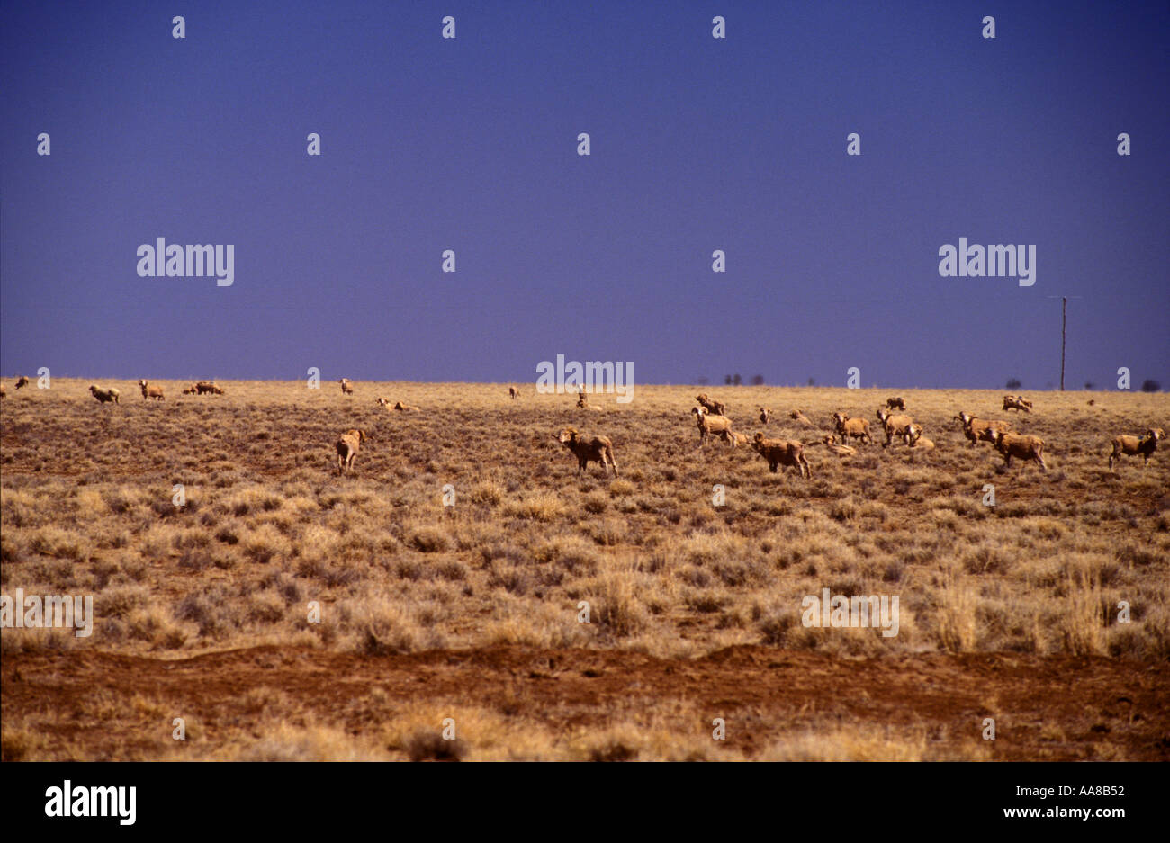 Sheep in drought affected paddock queensland australia Stock Photo - Alamy