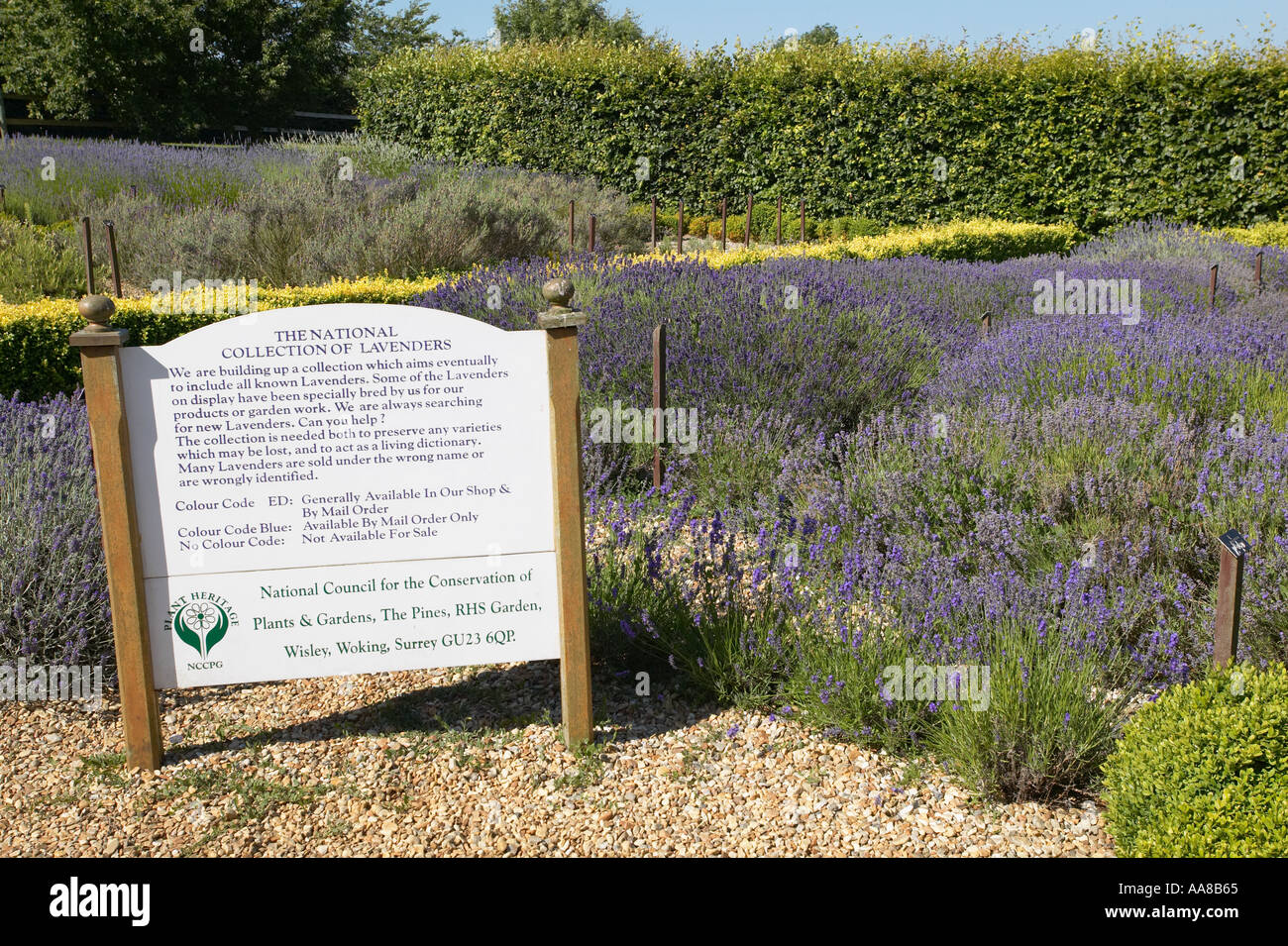 Lavender National Collection Caley Mill Heacham Norfolk Stock Photo - Alamy