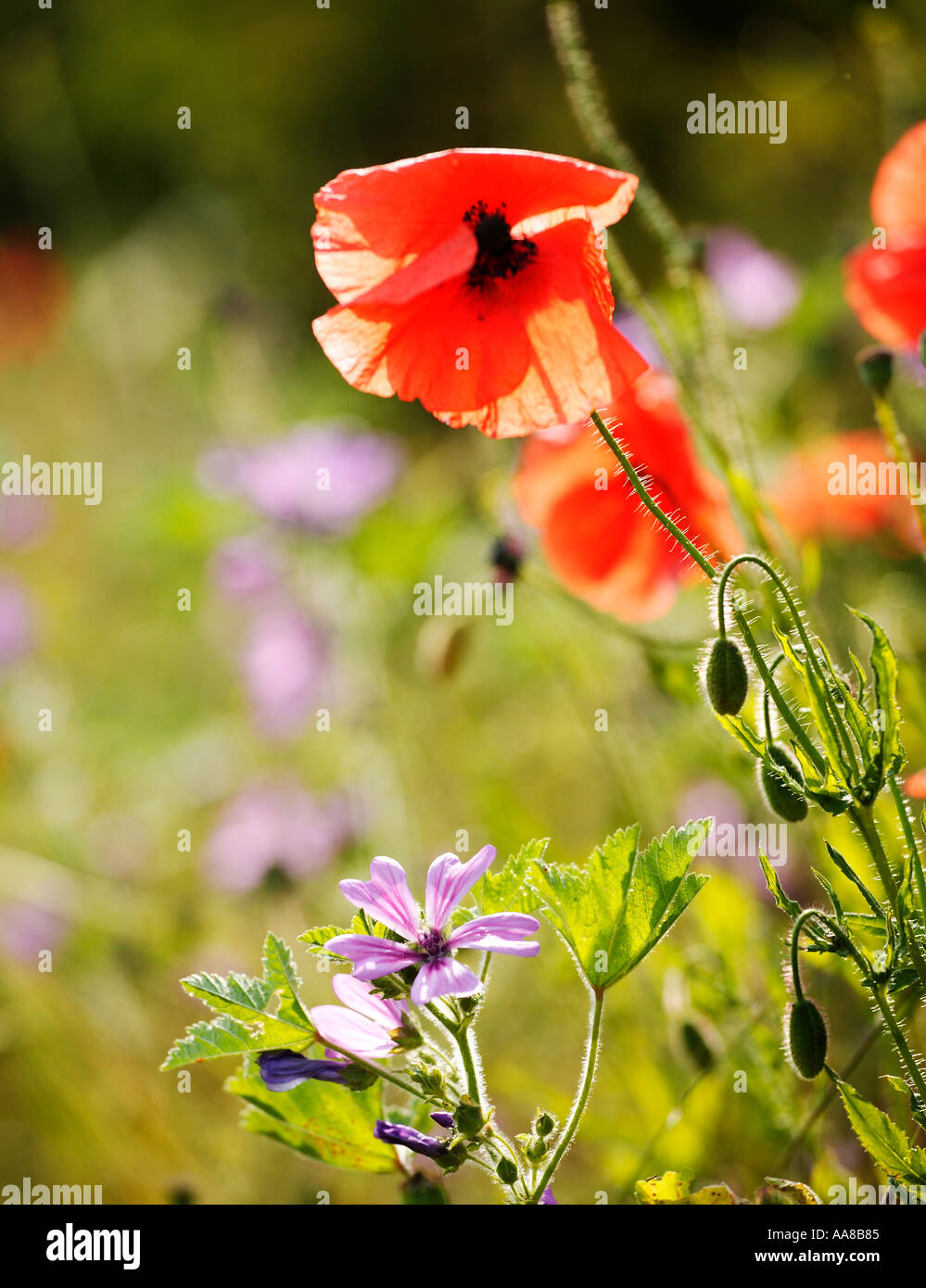Scarlet corn poppy hi-res stock photography and images - Alamy