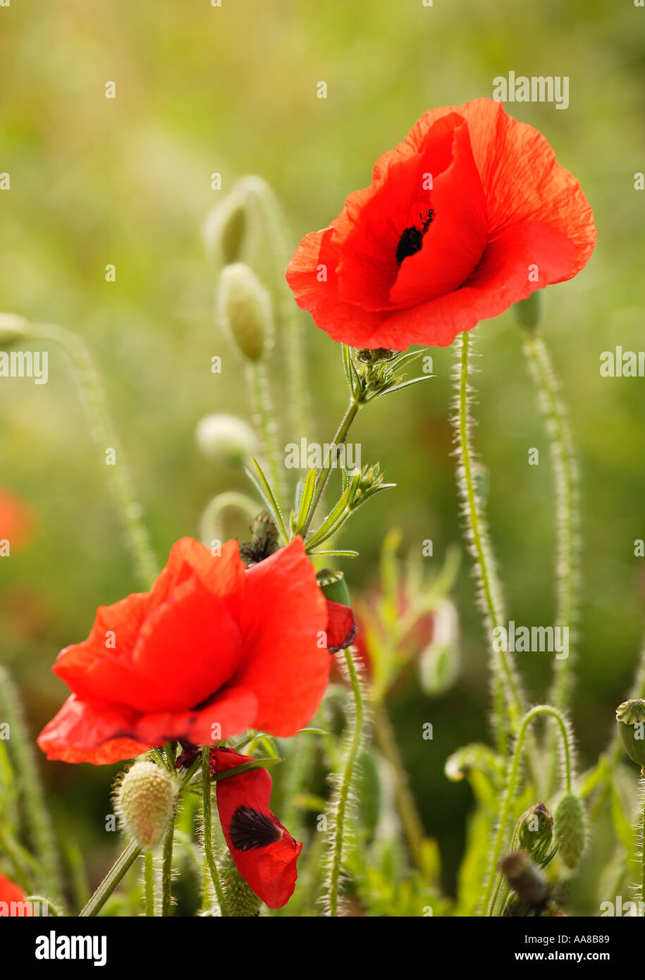 Scarlet red corn poppy hi-res stock photography and images - Alamy