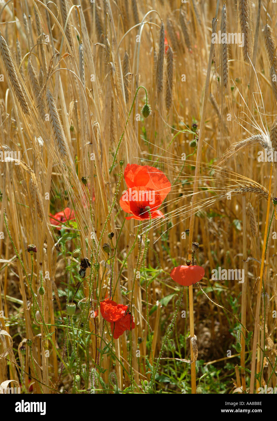 Scarlet corn poppy hi-res stock photography and images - Alamy