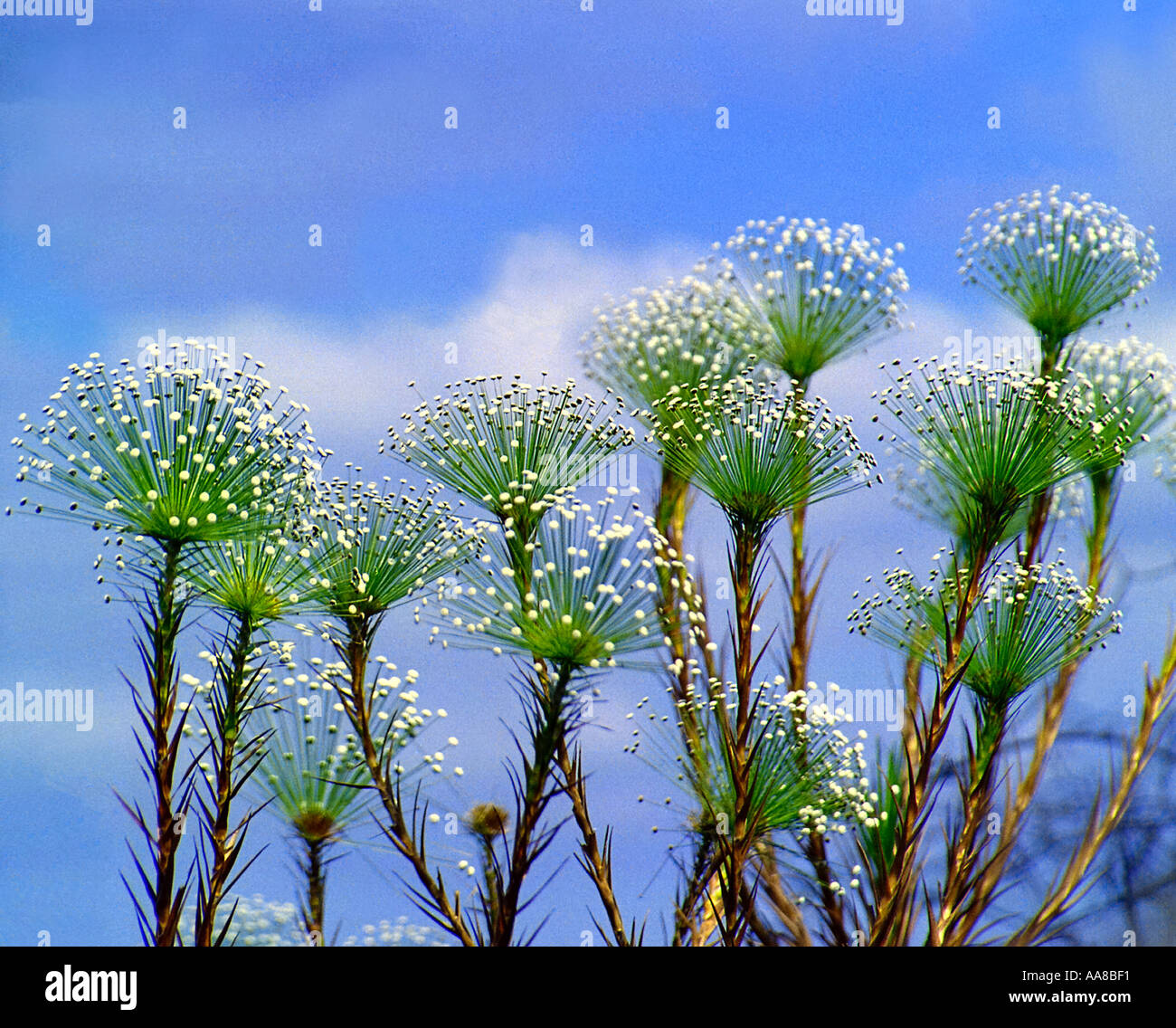 Chuveirinho Savannah Flower in Brasilia Stock Photo - Alamy