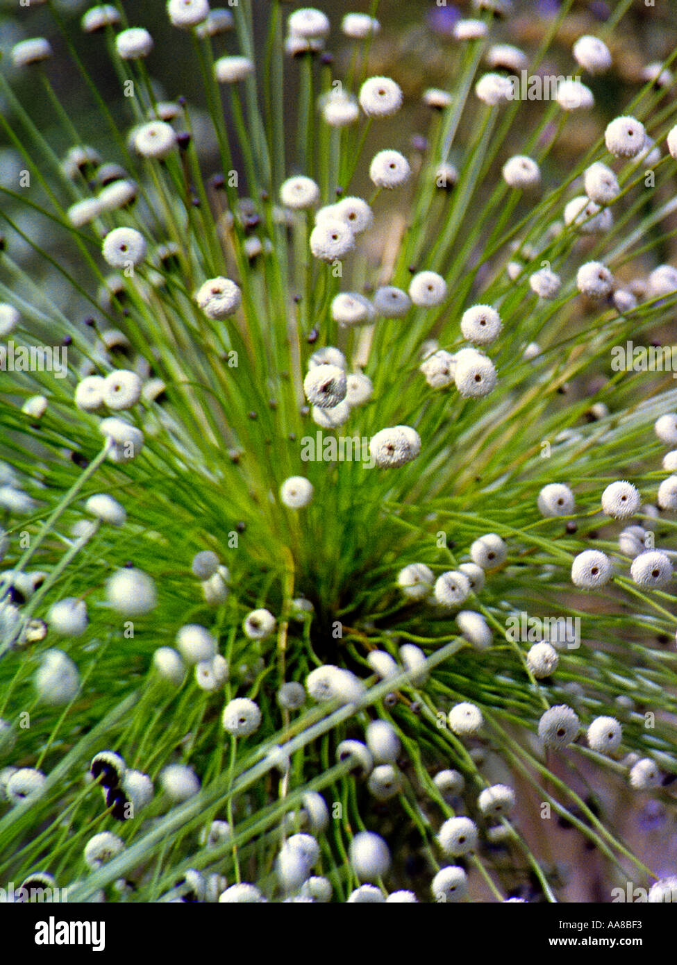 Chuveirinho Savannah Flower in Brasilia Stock Photo - Alamy