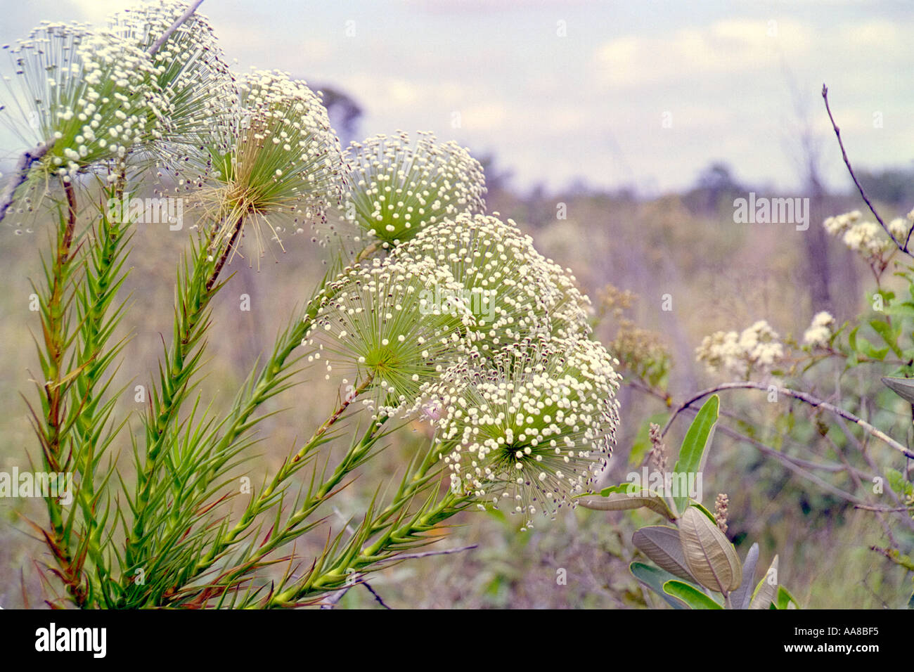 Chuveirinho Savannah Flower in Brasilia Stock Photo - Alamy