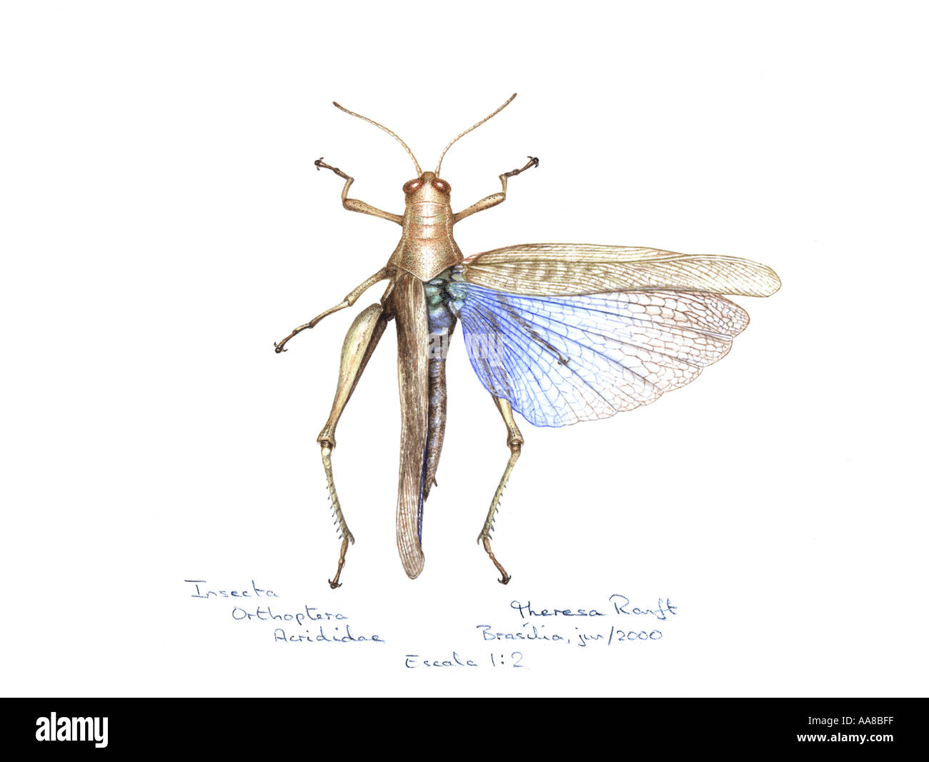 Locust anatomy Cut Out Stock Images & Pictures - Alamy