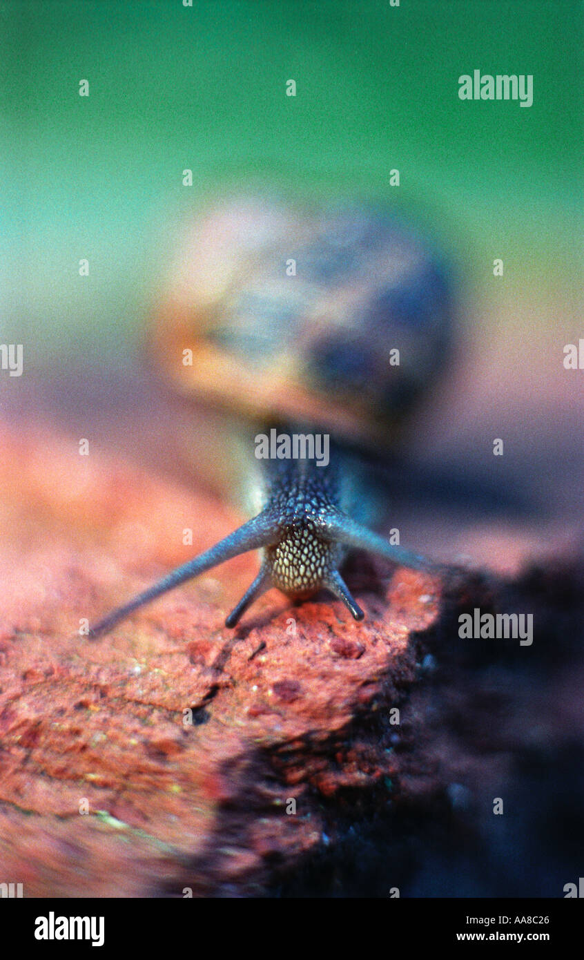 Stylish snail hi-res stock photography and images - Alamy