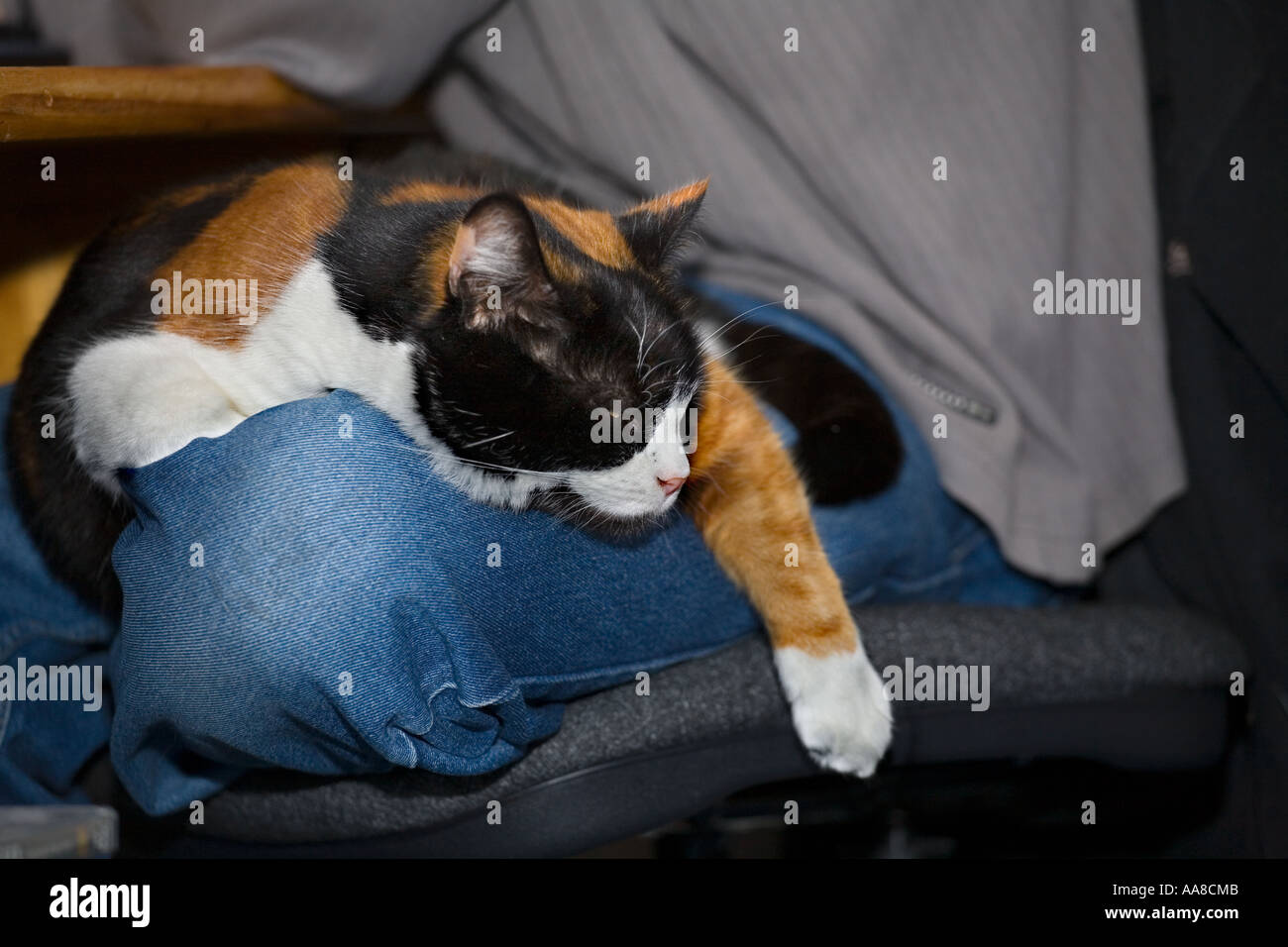Cat sleeping on lap hi-res stock photography and images - Alamy