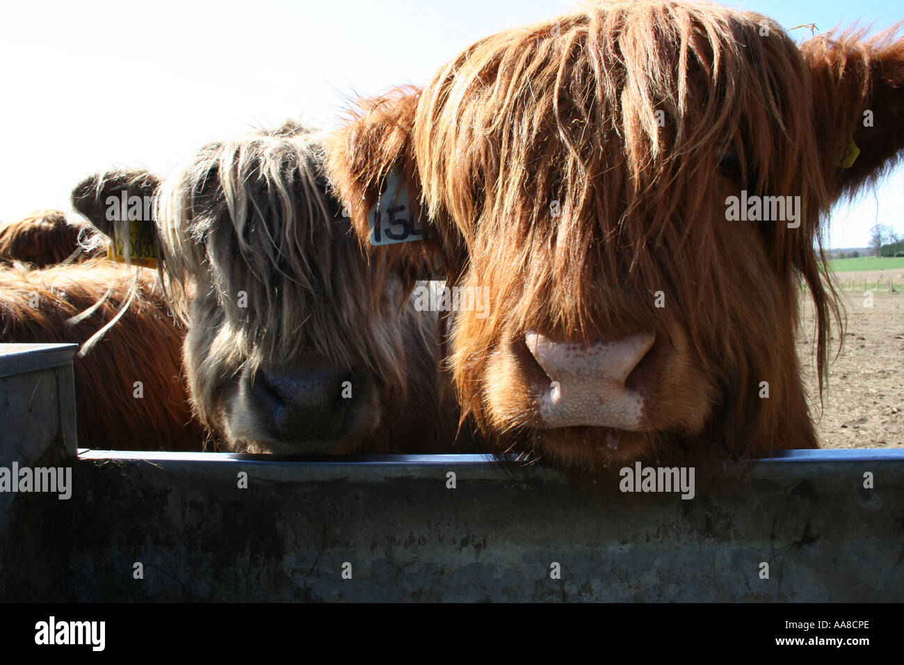 Highland cattle drinking Stock Photo - Alamy
