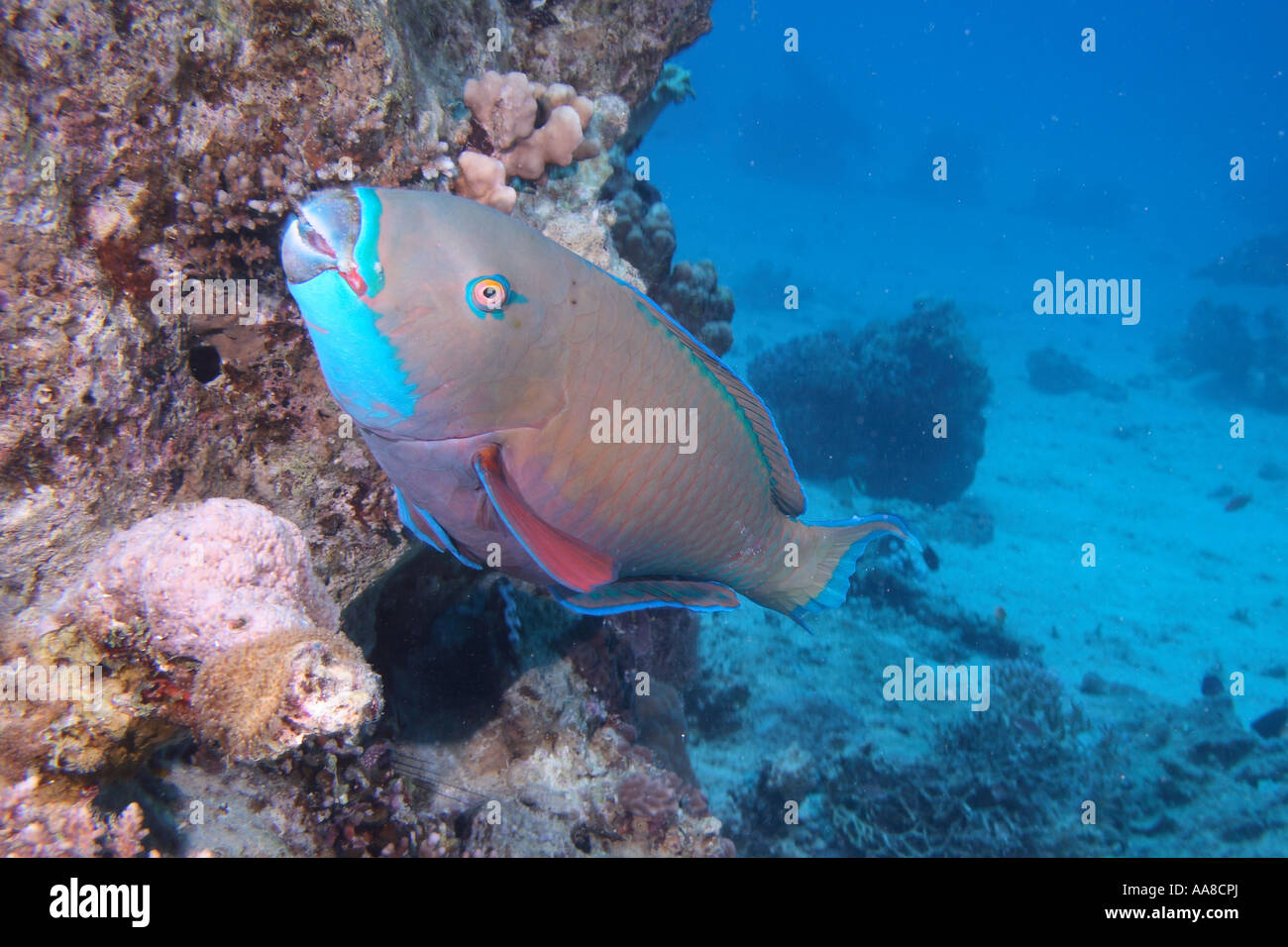 Parrotfish hi-res stock photography and images - Alamy