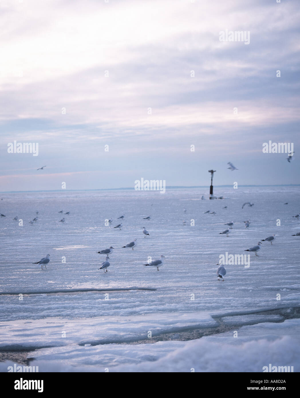 Seagull at the chesapeake bay hi-res stock photography and images - Alamy