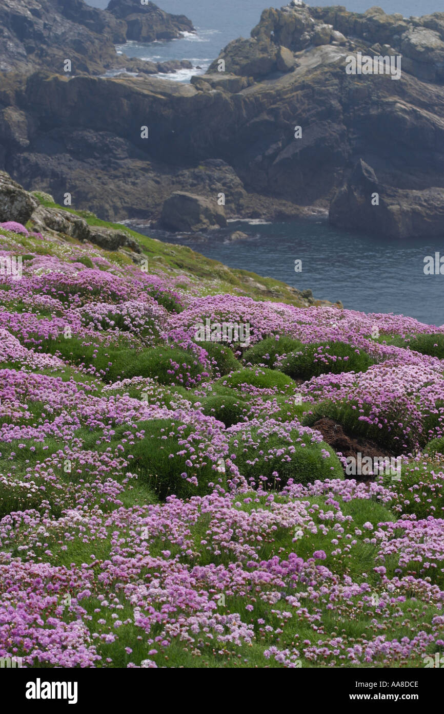 Skomer Island sea cliffs with Thrift pink spring flowers west Wales UK ...