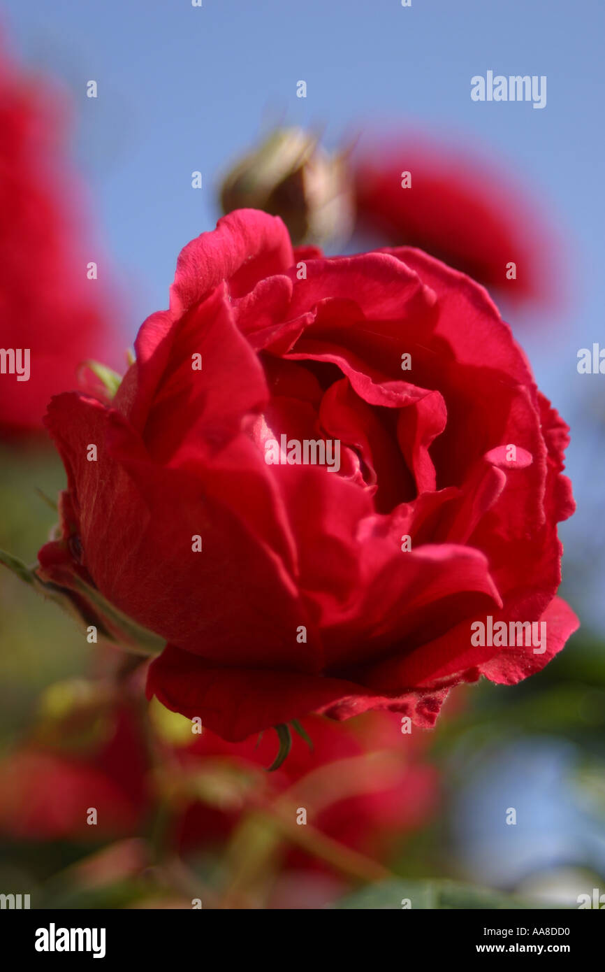 Climbing red rose hi-res stock photography and images - Alamy