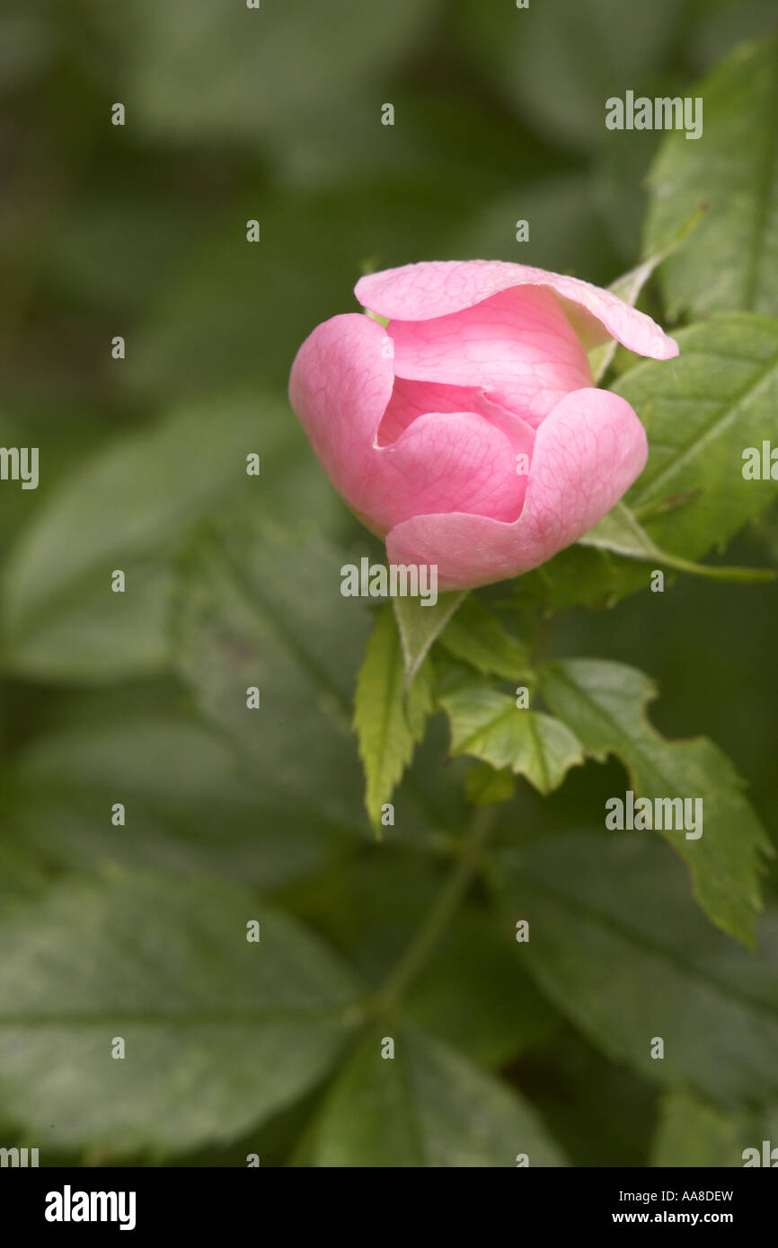 England dog rose hi-res stock photography and images - Alamy