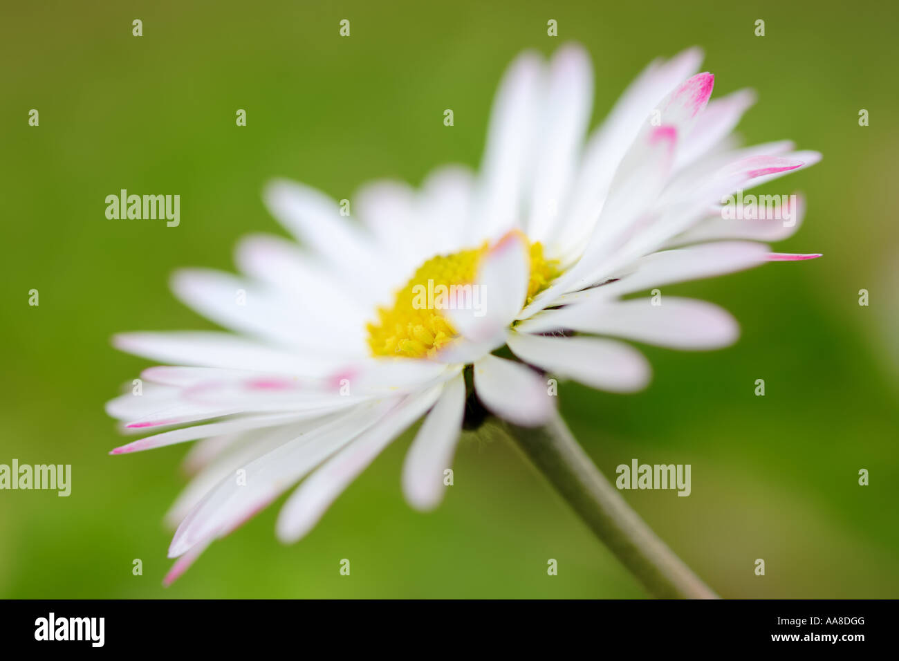 Daisy close up Stock Photo - Alamy