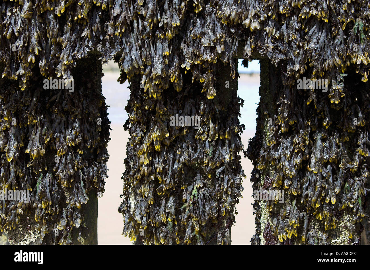 Weathered and eroded timber groynes on Mundesley beach, North Norfolk ...