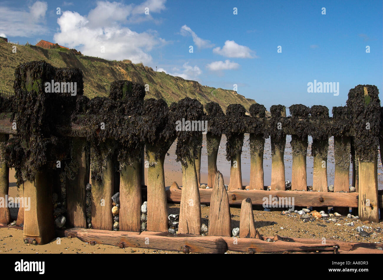 Weathered groynes with seaweed hi-res stock photography and images - Alamy