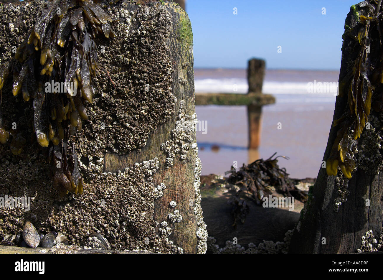 Damaged Wooden Groynes High Resolution Stock Photography and Images - Alamy