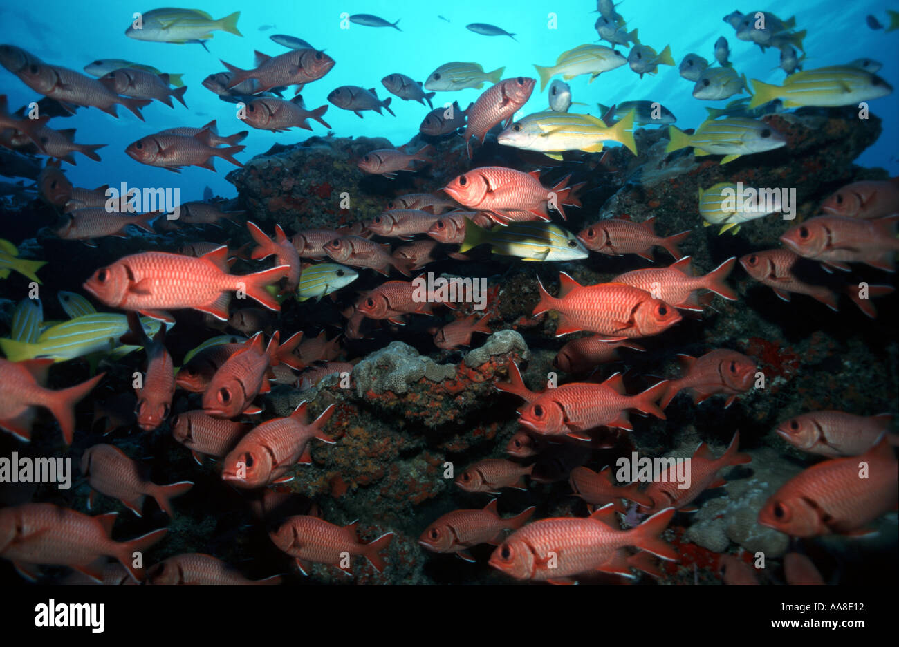 Big eye soldierfish hi-res stock photography and images - Alamy