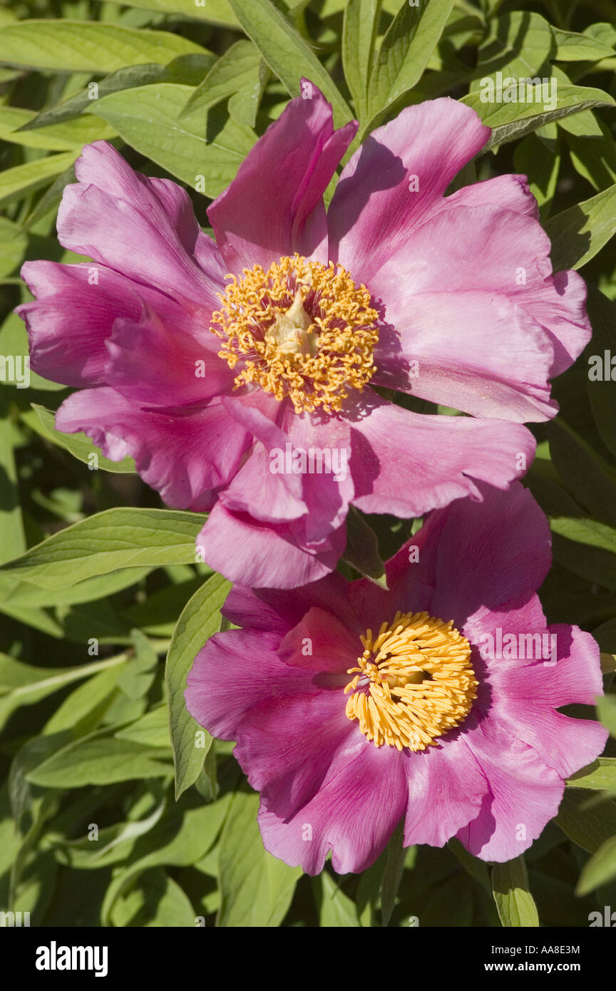 Weywood hi-res stock photography and images - Alamy