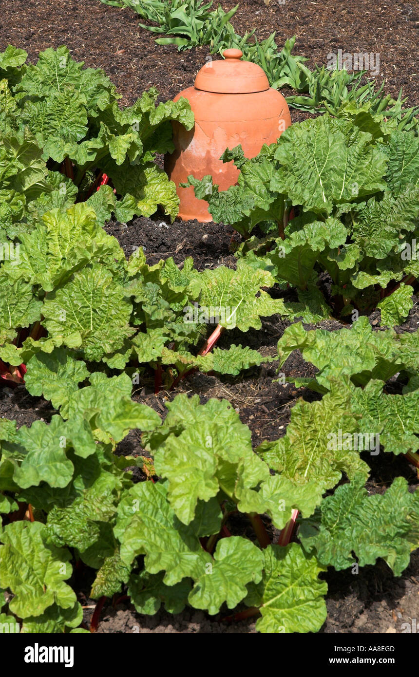 Victorian style rhubarb forcing jars in a traditional garden, Norfolk ...