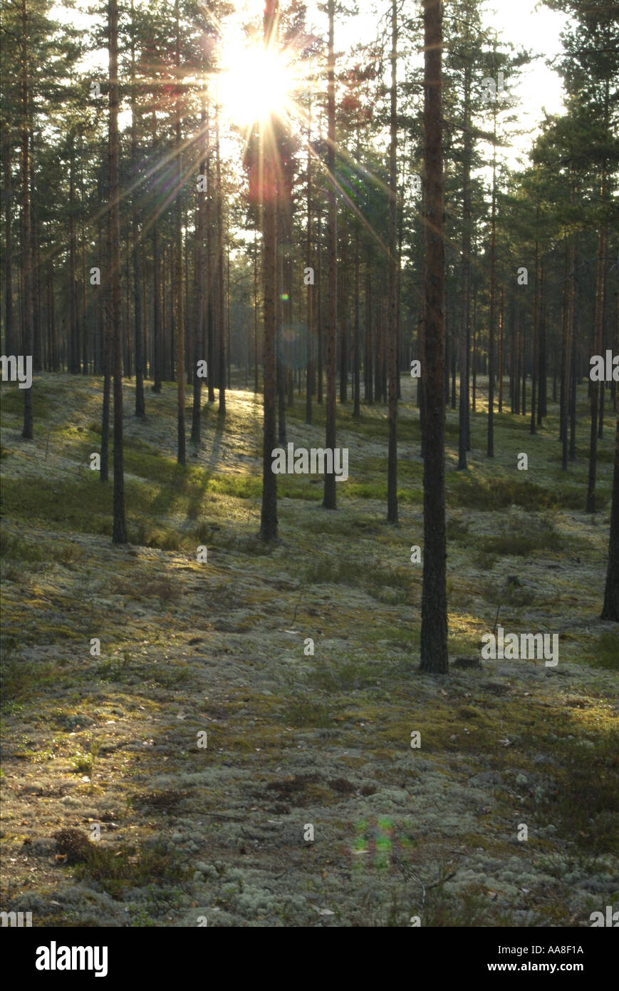 forest finland suomi scandinavia tranquil wood tree pine sweden timber ...