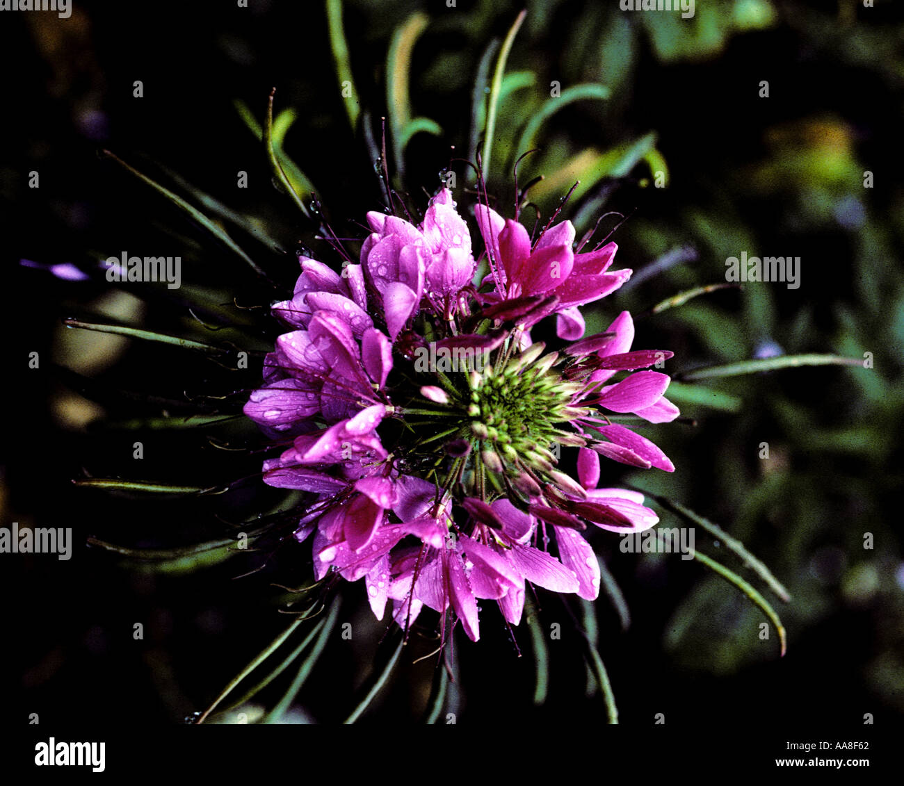 Cleome cleome sp hi-res stock photography and images - Alamy