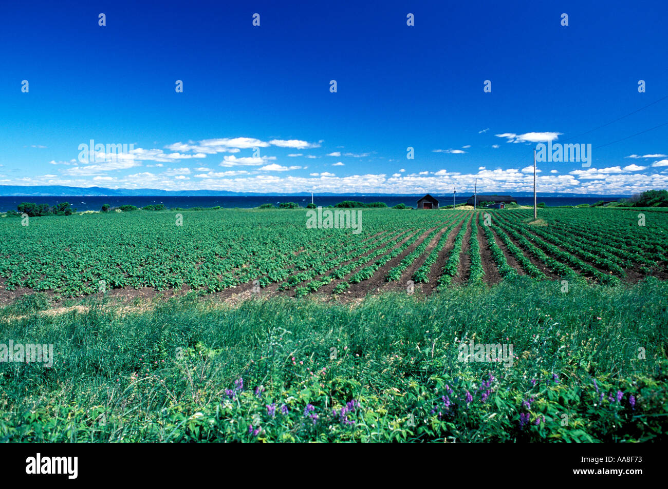 New brunswick potato field hi-res stock photography and images - Alamy