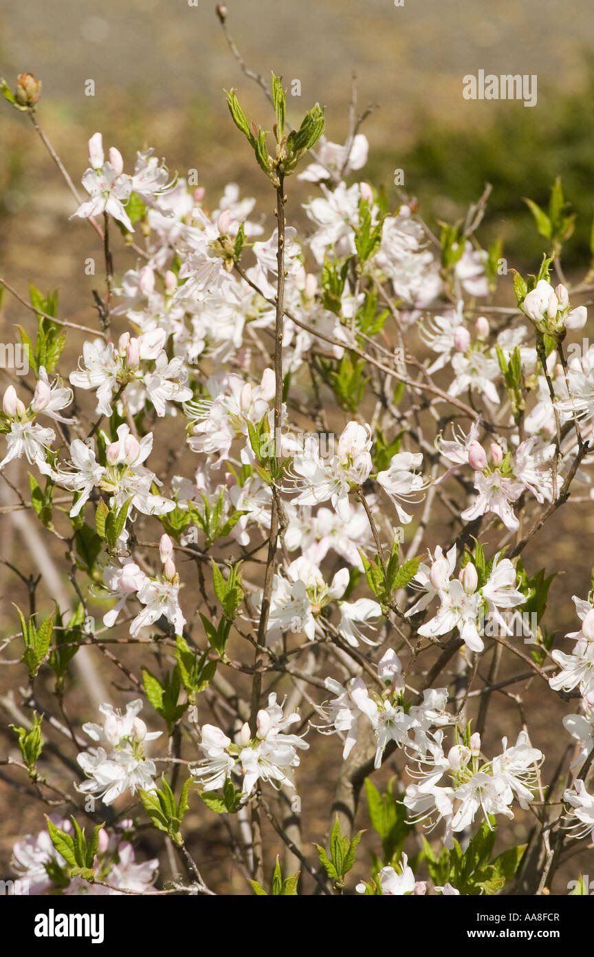 White spring flowers of Pinkshell Azalea - Ericaceae - Rhododendron ...
